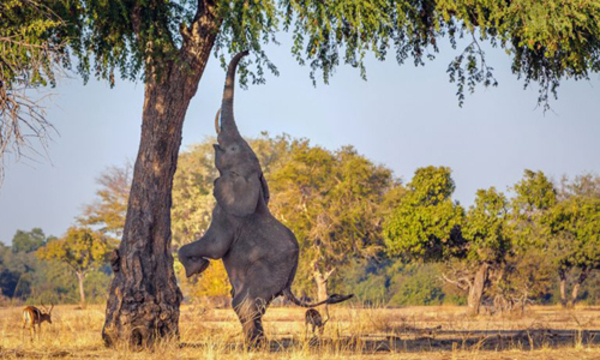 Top những con vật ăn nhiều nhất thế giới